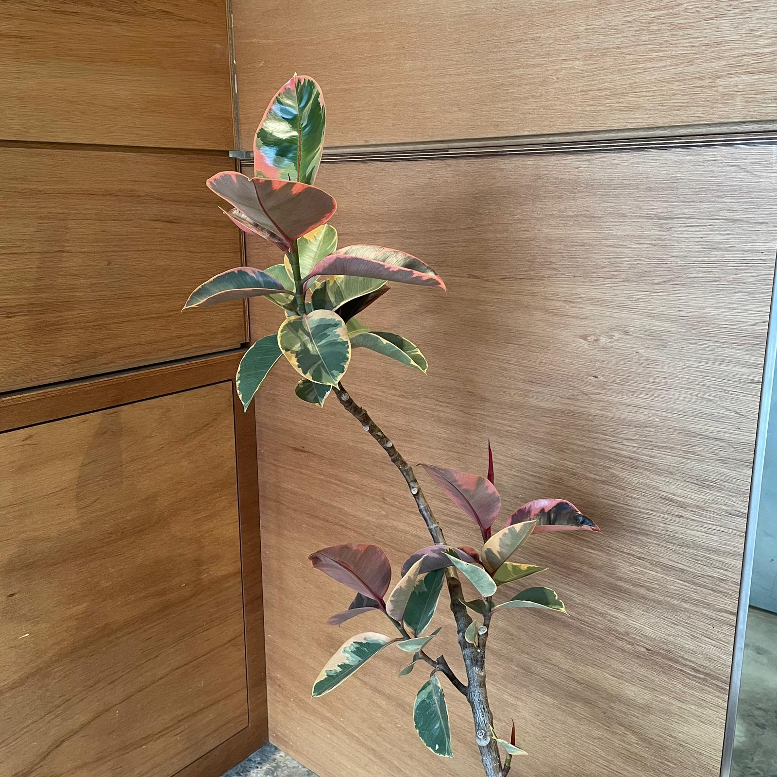 Variegated Rubber Plant (Ficus elastica 'Ruby') フィカス エラスティカ ルビー – THE ...
