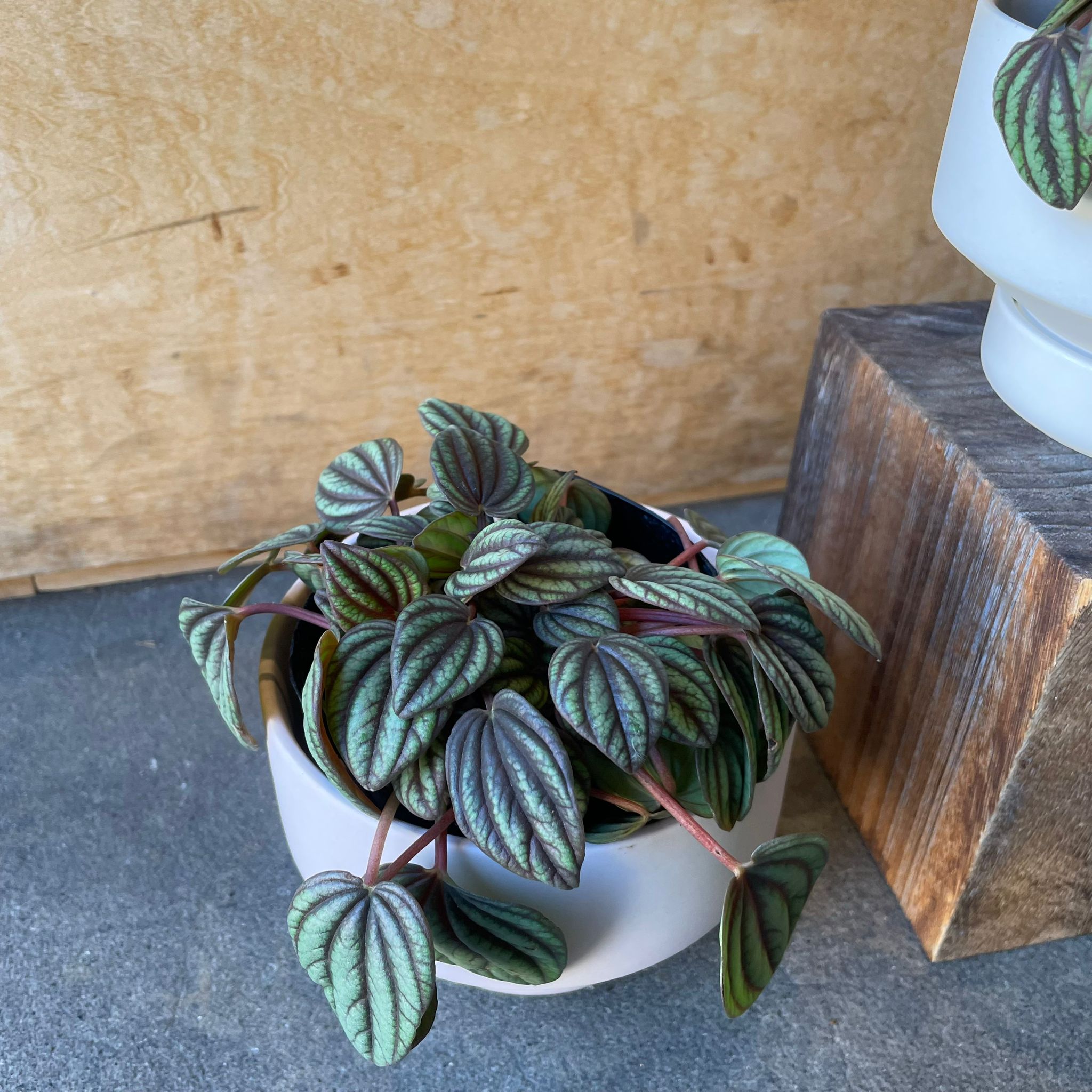 Peperomia ‘Peppermill’ ぺペロミア ペッパーミル I インドアプランツ I プラントソサエティトーキョーオンライン ...