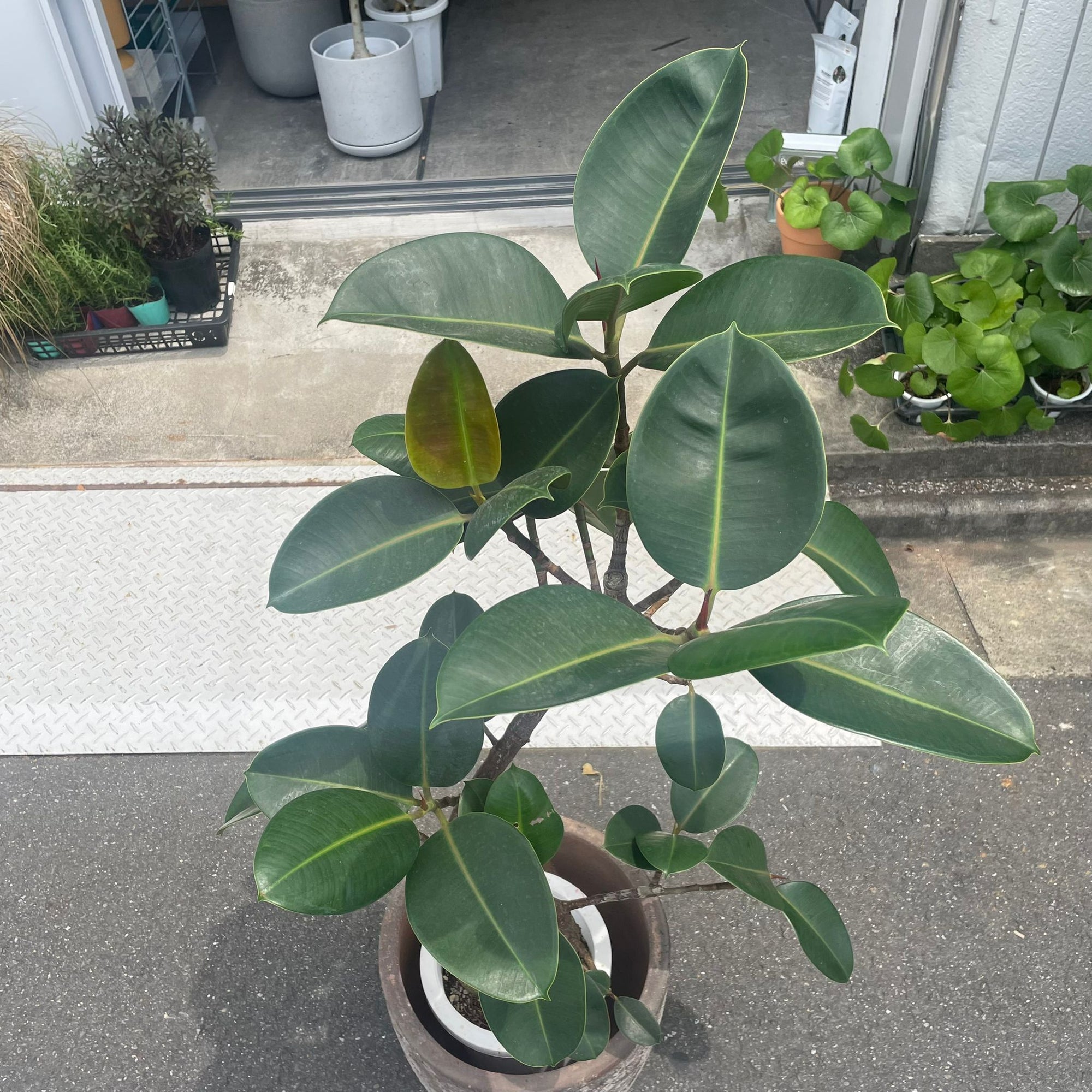 フィカス ソフィア I インドアプランツ I プラントソサエティトーキョーオンライン – THE PLANT SOCIETY TOKYO